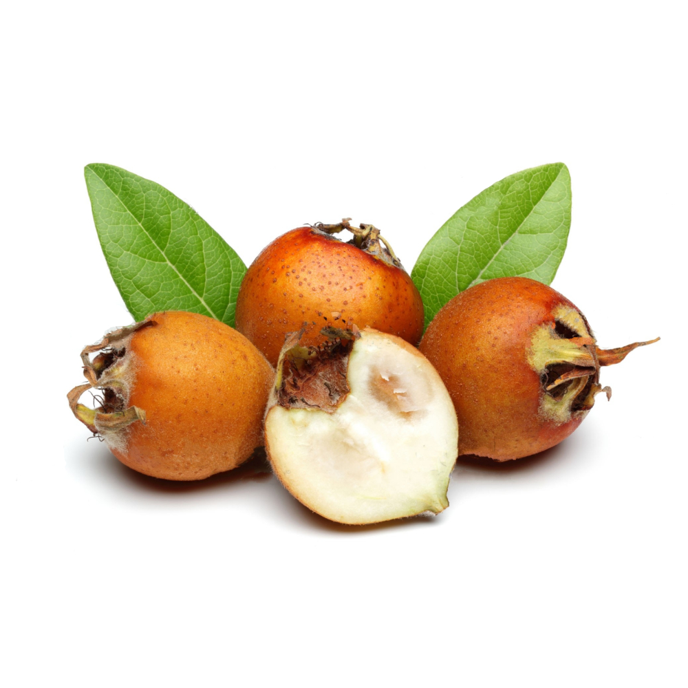 Sadnice Mušmule | Sadnice Voća "AGROKOM"